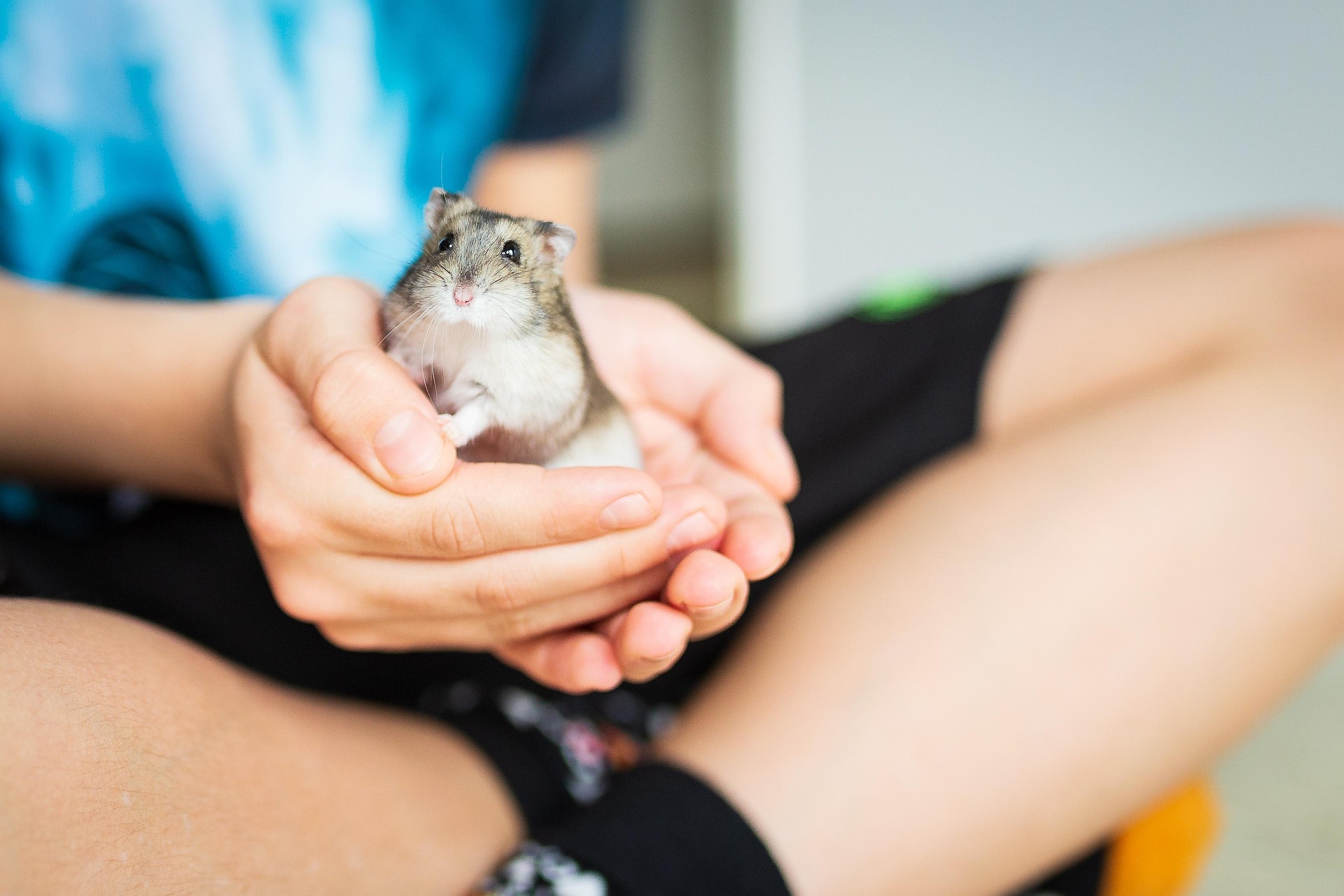 Enfermedades de la piel en un hámster: tipos, síntomas y tratamiento ...